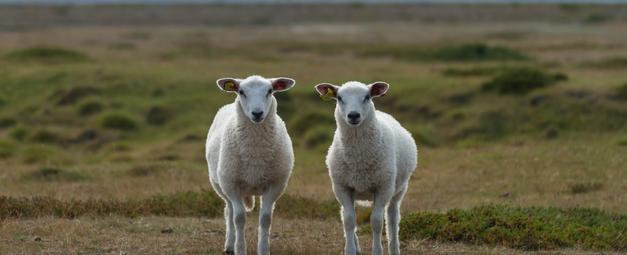 First Duplicate Value | Algorithms and Technology Analysis